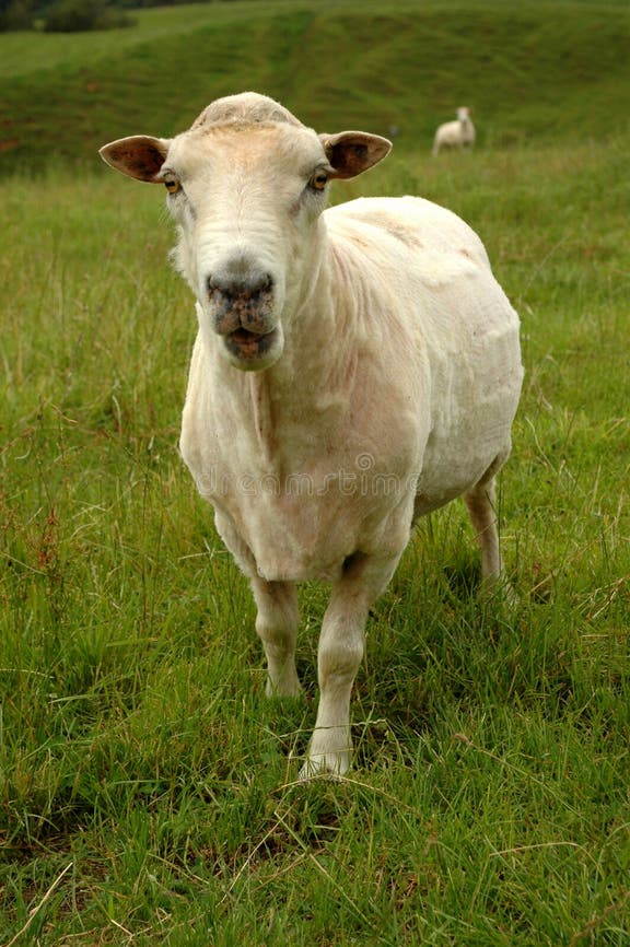 770 Shorn Sheep Stock Photos - Free & Royalty-Free Stock Photos from ...