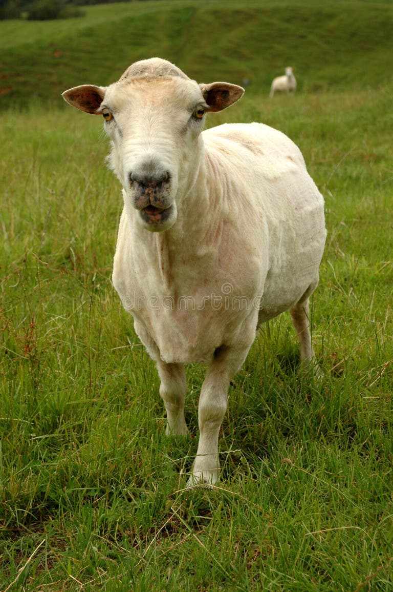 770 Shorn Sheep Stock Photos - Free & Royalty-Free Stock Photos from ...
