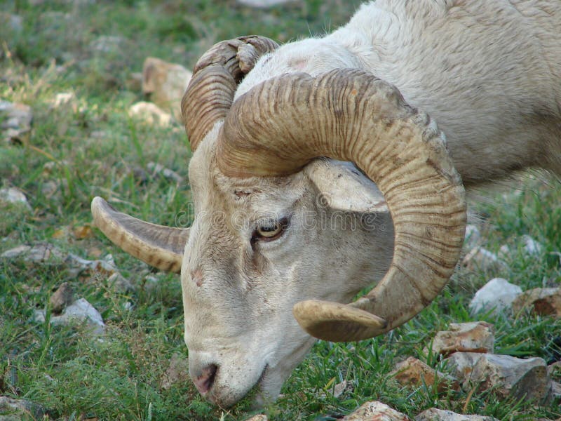 Ram stock photo. Image of closeup, sheep, eating, rocky - 202728