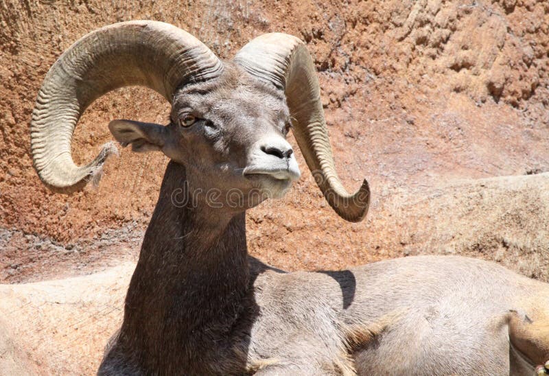 190 Ram Head Side View Stock Photos - Free & Royalty-Free Stock Photos ...