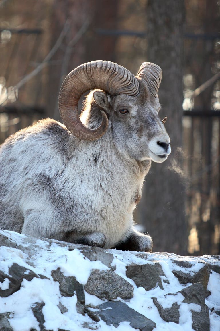 1,354 Stone Sheep Ram Stock Photos - Free & Royalty-Free Stock Photos ...