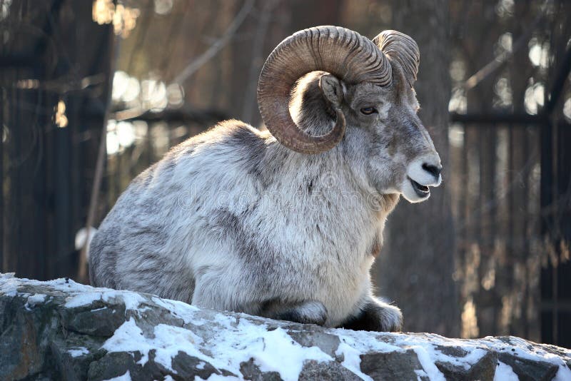 Ram stock photo. Image of steam, face, animals, rest, mammal - 2098672