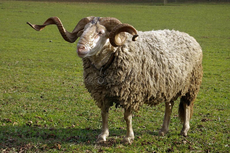 Ram stock photo. Image of trip, fleece, country, curly - 15673150