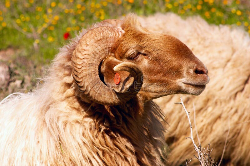 The ram stock image. Image of pasture, goat, horned, scene - 2357635