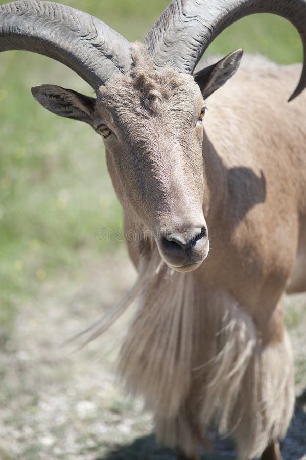 Ram stock image. Image of horns, animal, hooves, horoscope - 26893725