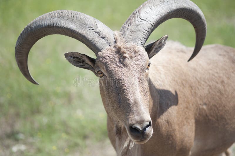 Ram stock foto. Image of hoef, wild, intimideer, wreed - 26893840