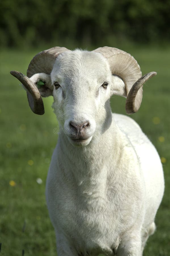 Ram stock afbeelding. Image of landbouw, schapen, dier - 31472191