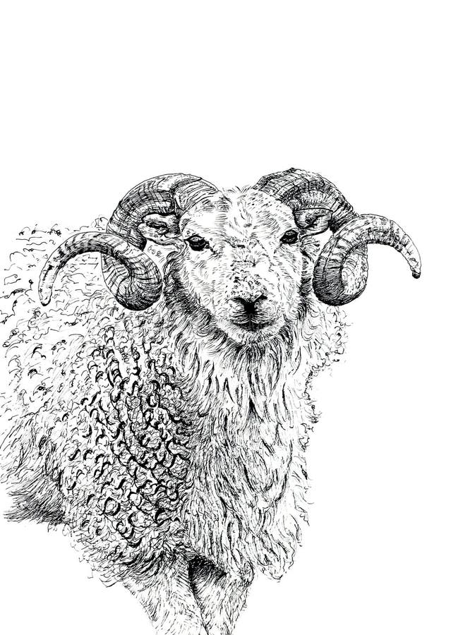 The Ram stock illustration. Illustration of artwork, face - 507529
