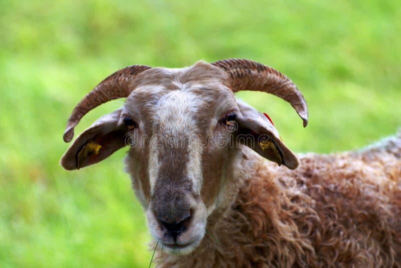 Ram stock image. Image of ovine, lamb, ruminant, livestock - 8043109