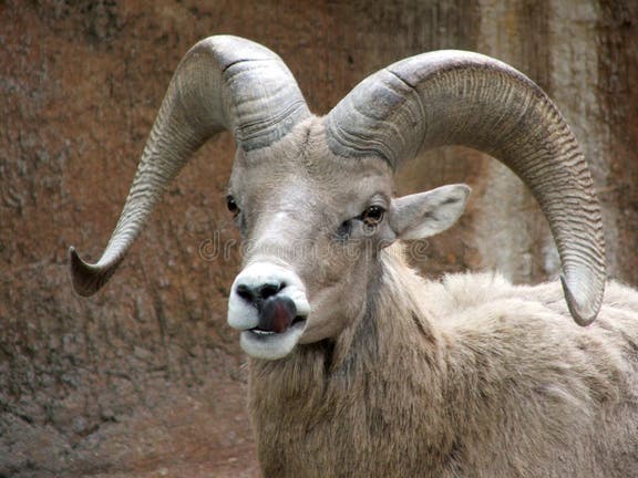 25,879 Ram Animal Stock Photos - Free & Royalty-Free Stock Photos from ...