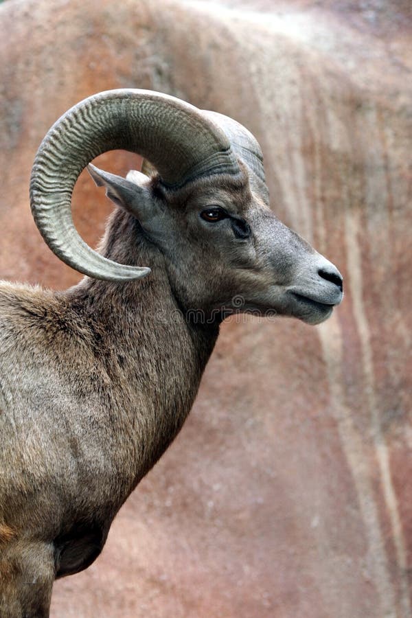 Ram stock image. Image of america, male, domestic, mountain - 9134943