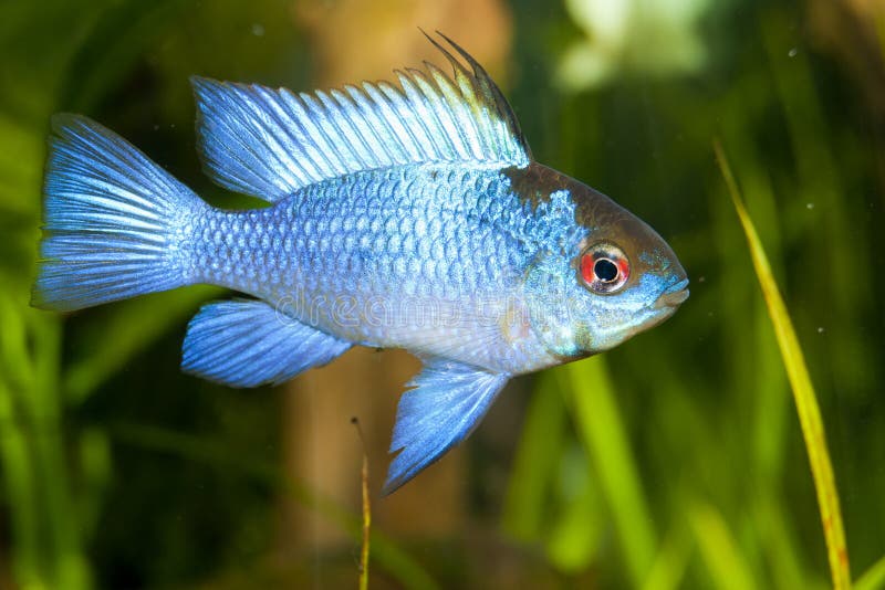 Ram Azul (ramirezi De Mikrogeophagus) Foto de Stock - Imagem de ...