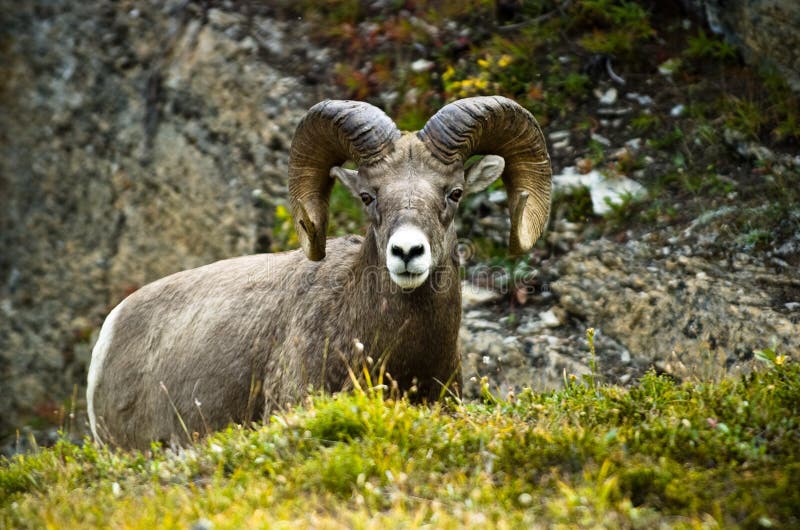 Ram big horn sheep stock image. Image of banff, mountain - 12609907