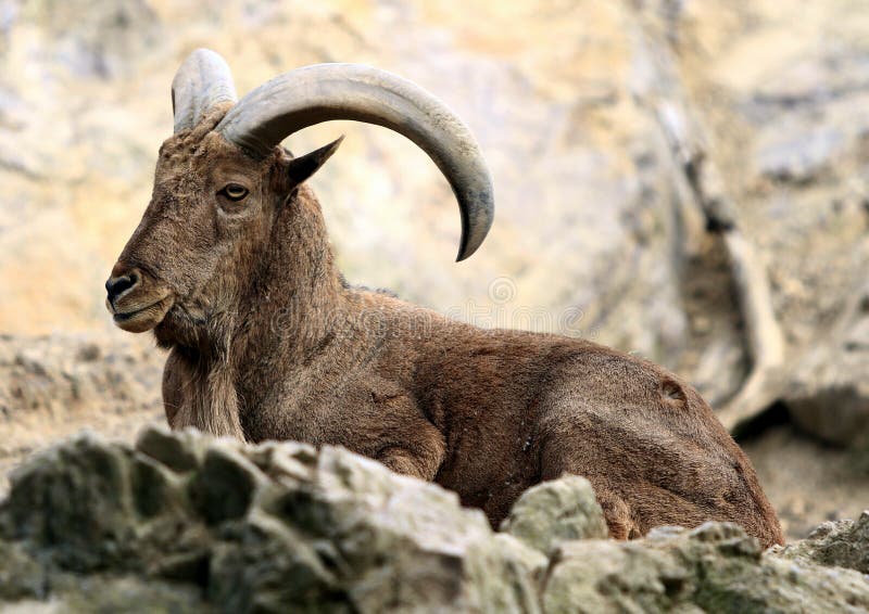 Ram stock photo. Image of four, mammal, habitat, trees - 49920752