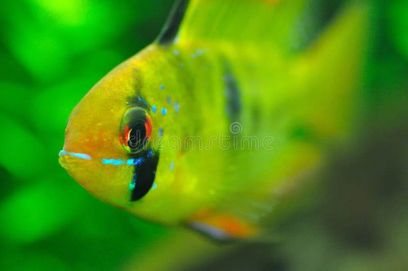 Ram cichlid stock image. Image of cichlidae, fishkeeping - 24811557