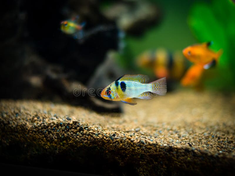 Ram Cichlid Mikrogeophagus Ramirezi in a Fish Tank Stock Image - Image ...