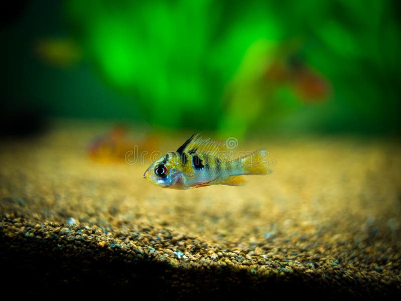 Ram Cichlid Mikrogeophagus Ramirezi in a Fish Tank Stock Image - Image ...