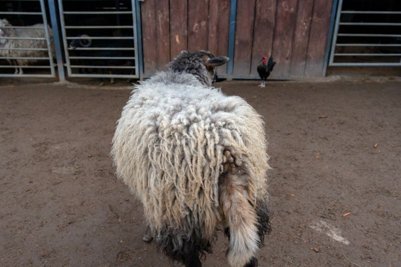 A Ram Covered in Thick White Wool Walks Around the Farm Stock Image ...