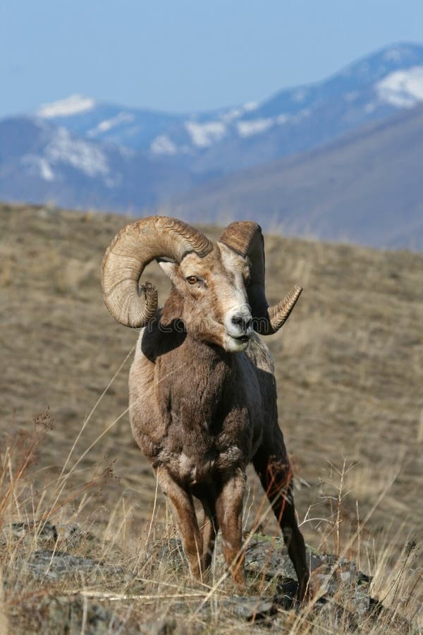 Ram Delle Pecore Di Bighorn Immagine Stock - Immagine di naturalizzato ...