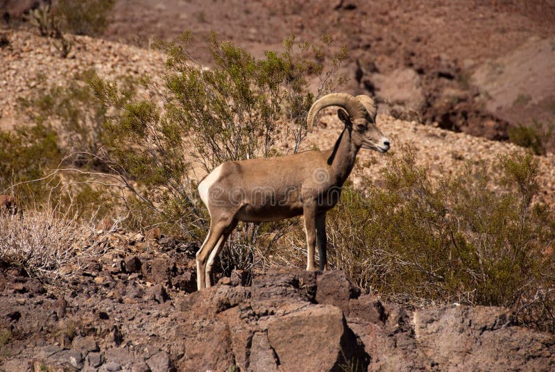 Desert big horn sheep stock image. Image of desert, sheep - 26577933 Desert big horn sheep stock image. Image of desert, sheep - 26577933