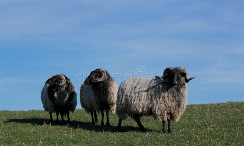 Ram (East Prussian Skudde) in Winter Fur Stock Image - Image of winter ...