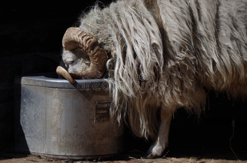 Ram stock photo. Image of wildlife, animals, wild, mammal - 52820602