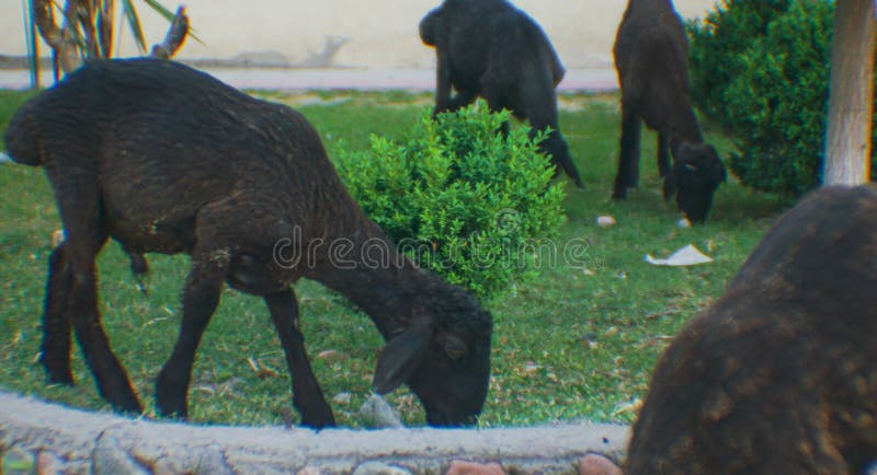 The ram is eating grass stock image. Image of field - 223679981