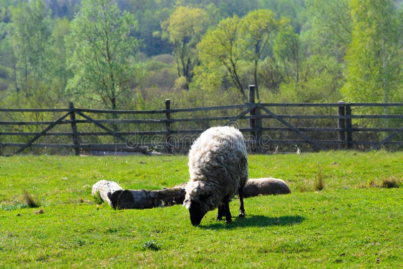 Ram Eating on a Green Meadow Stock Photo - Image of green, sheep: 150269622