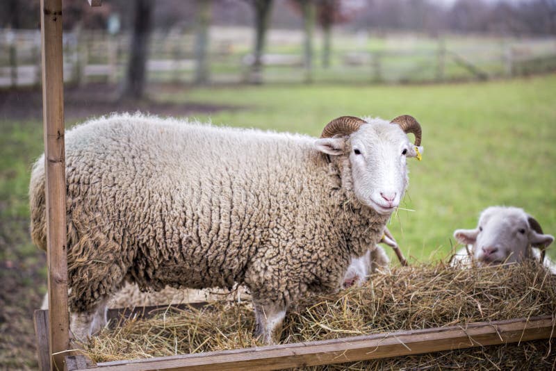 Ram eating hay on the farm stock image. Image of inside - 215962461