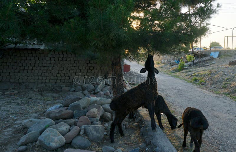 The ram is eating a tree stock photo. Image of park - 223679880