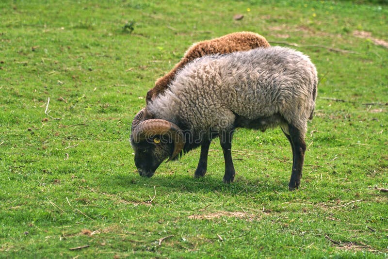 A RAM Eats Grass. Sheep Grazing. Cattle on the Farm Stock Image - Image ...