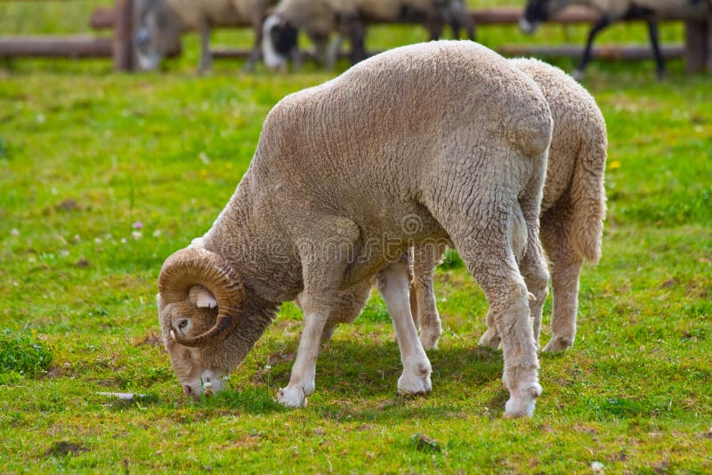 Ram on a farm stock image. Image of country, agriculture - 24119537