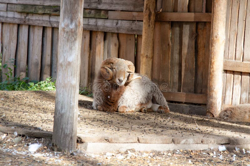 Ram on a farm stock image. Image of mammal, beauty, ground - 347611257