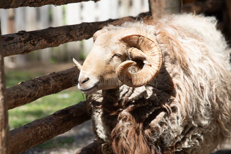 Ram on a farm stock image. Image of brood, agriculture - 347611273