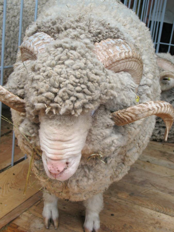Ram farm stock image. Image of mammal, horn, livestock - 9780255