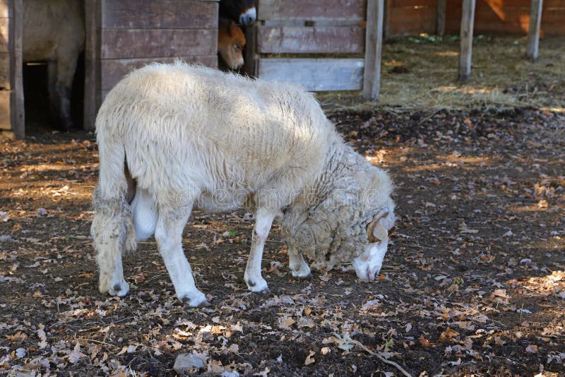 Ram in the farm, Italy stock image. Image of adult, lake - 65562525
