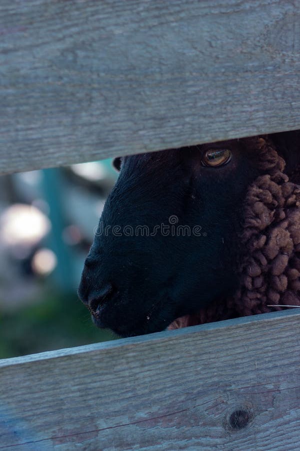 The Ram on the Farm Looking Over the Fence Stock Photo - Image of fall ...