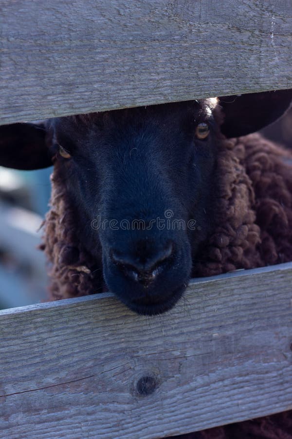 The Ram on the Farm Looking Over the Fence Stock Image - Image of ...