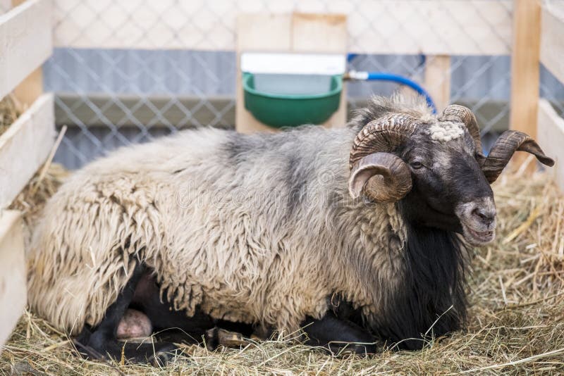 Ram farm mammal animal zoo stock image. Image of autumn - 199287661