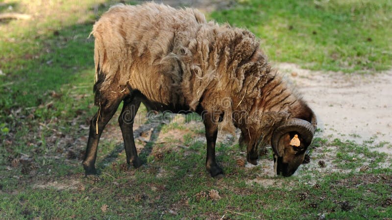 Ram on the farm stock video. Video of farming, countryside - 331150727