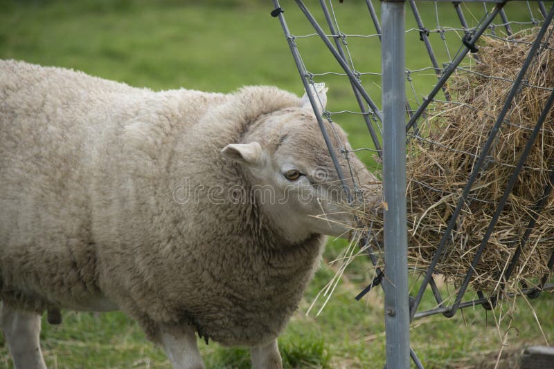 Ram feeding stock photo. Image of wool, food, lamb, mutton - 28995584
