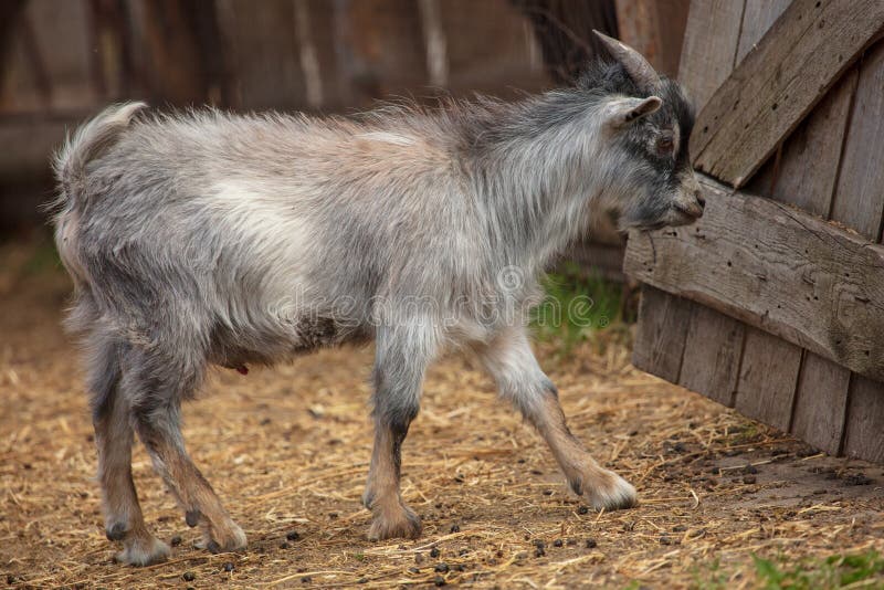 The Ram Goes To the Fence on the Farm Stock Photo - Image of ...