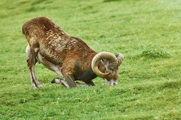 Ram on the Grass stock photo. Image of meadow, grassland - 102438622