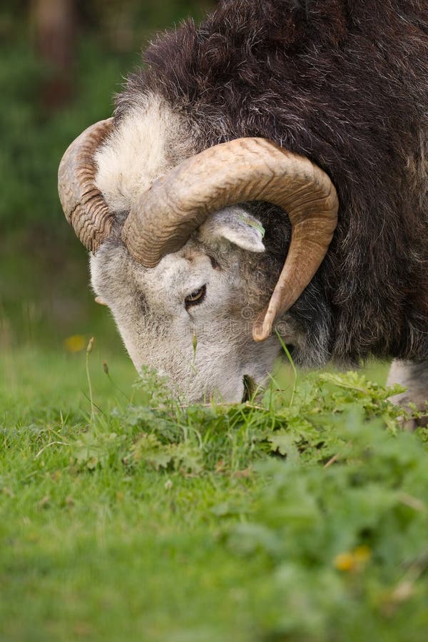 Ram grazing on a meadow stock photo. Image of male, country - 141605348