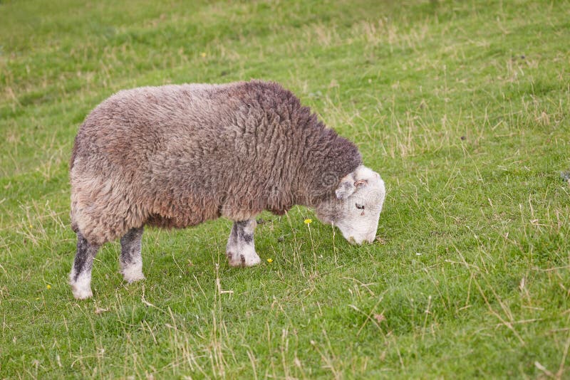 Ram grazing on a meadow stock image. Image of goat, farmland - 177344719