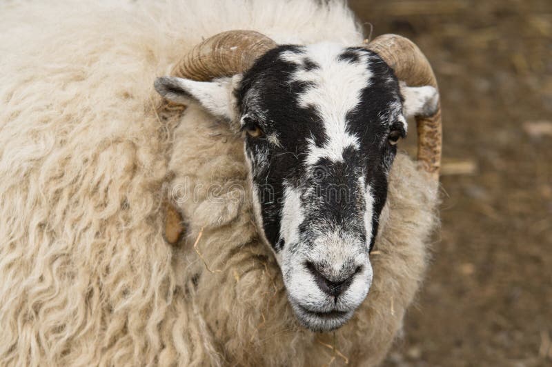 A ram stock photo. Image of wool, rural, sheep, horns - 32587438