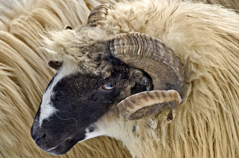 Ram head stock photo. Image of wool, agriculture, horn - 28676686