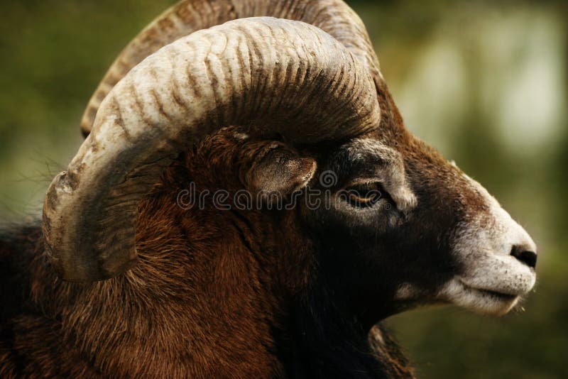 Ram Head Details Picture. Image: 4810948