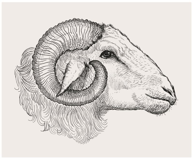 Ram Head, Graphic Hand Drawn Illustration Stock Vector - Illustration ...