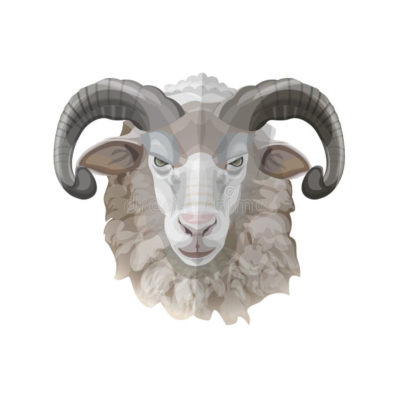 Merino Ram Sheep Head Drawing Stock Illustration - Illustration of ...